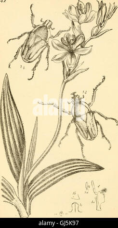 'Arcana Entomologica' illustrates rare and newly discovered insects ...