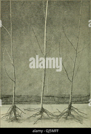 'The California Fruits' (1912) is a guide to growing fruits in ...