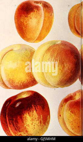 'Ryvai nagy lexikona' (1911) is an encyclopedic reference work that ...