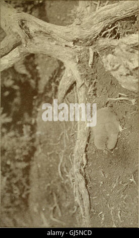 A 1914 study of mutton birds and other avian species, examining their ...