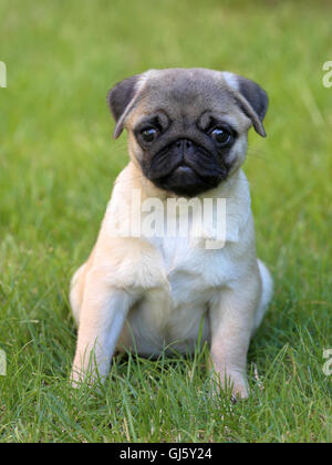 Typical Pug dog in the spring garden Stock Photo - Alamy