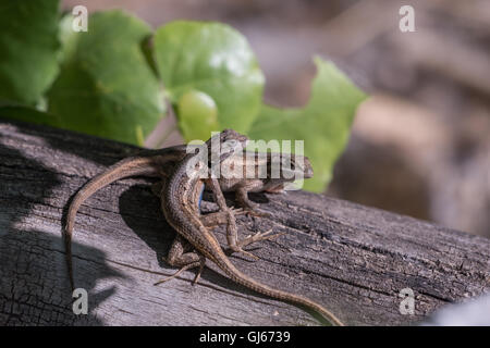 Courting Southwestern Fence lizards, (Sceloporus cowlesi), Rio Grande ...