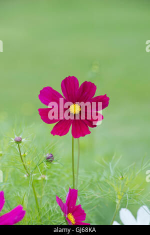 Cosmos bipinnatus ‘Gazebo Red’ single red cerise flowers with long ...
