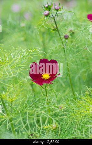Cosmos bipinnatus ‘Gazebo Red’ single red cerise flowers with long ...