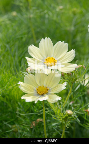 Cosmos flower (Cosmos Bipinnatus) - soft focus Stock Photo - Alamy