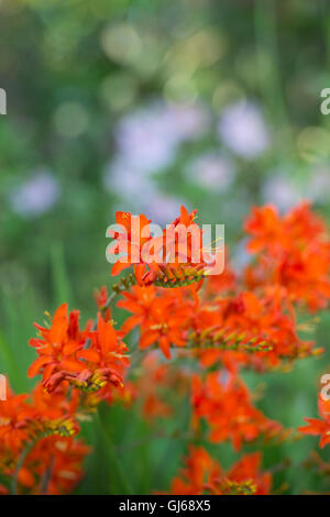 Orange crocosmia flowers with red background Stock Photo - Alamy