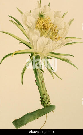 *The Cactaceae* (1919) offers a detailed study of the cactus family ...