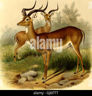 A 1894 book detailing the species of antelopes, their characteristics ...