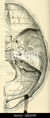 *Anatomy, Descriptive and Surgical* (1897) provides a comprehensive ...