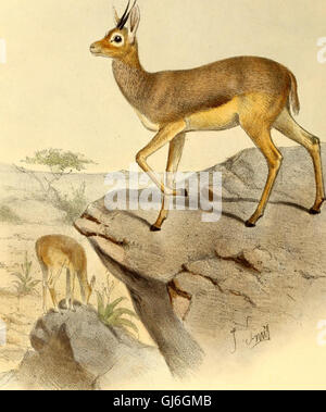 'The Book of Antelopes' (1894) is a zoological study detailing the ...