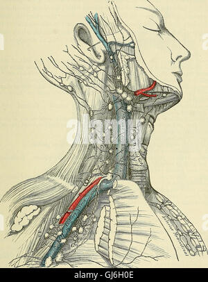 This 1897 textbook on anatomy provides detailed descriptions of human ...