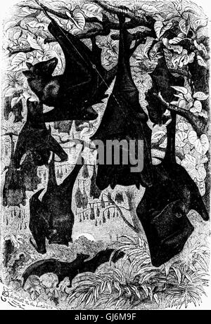 'Earth, Sea and Sky' (microform) provides a detailed description of the ...