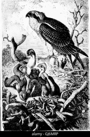 A detailed microform publication describing the wonders of the Earth ...