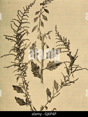 This handbook provides a comprehensive guide to medicinal and ...