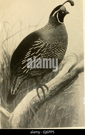 American Game-Bird Shooting (1910) covers the techniques, regulations ...