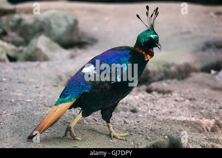 Himalayan monal (male) - Lophophorus impejanus Stock Photo - Alamy