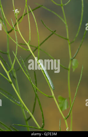 Aurorafalter, Raupen, Raupe, Aurora-Falter, Anthocharis cardamines ...