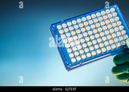 96 well plate in the laboratory of experimental genetics of the ...