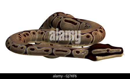 3D rendering of a ball python or python regius isolated on white ...