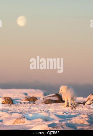 Arctic Fox Vulpes lagopus at sunset 1002 area of the ANWR Beaufort sea ...