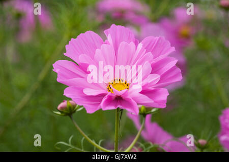 Cosmos bipinnatus 'Fizzy Pink' flowers Stock Photo - Alamy