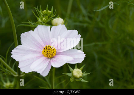 Cosmos 'Versailles White', Cosmos bipinnatus 'Versailles White ...