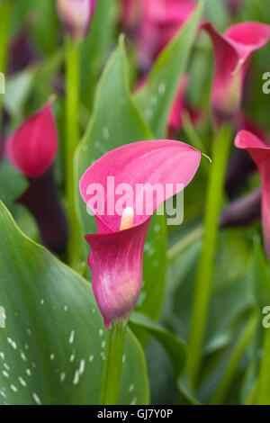 Zantedeschia Orient Express. Calla lily / Arum lily Stock Photo - Alamy