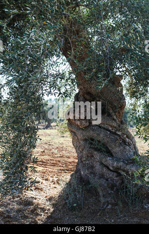 Olive tree near Lecce, Apulia, Italy Stock Photo - Alamy