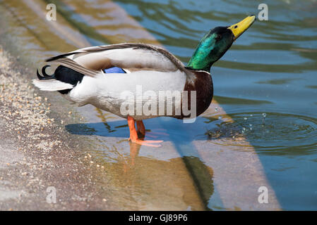 Male mallard duck drinking from a water feature at RHS Wisley gardens ...