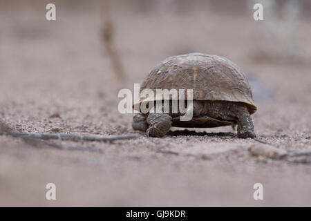 Female Desert Box Turtle, (Terrapene ornate luella), nesting. Bosque ...
