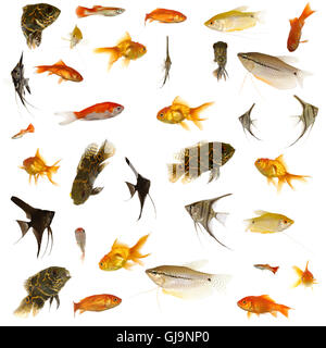Fish collection. 5000 x 5000 pixels Stock Photo - Alamy
