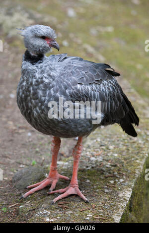 The southern screamer (Chauna torquata), also known as the crested ...