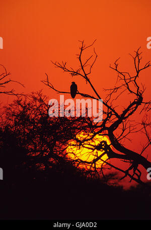 Sunrise and Bird. Keoladeo National Park, India Stock Photo - Alamy