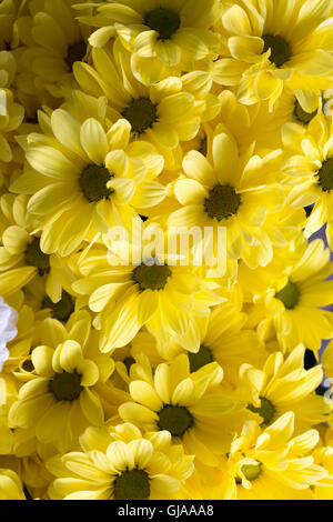 red - yellow asters Stock Photo - Alamy