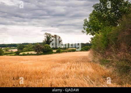 A landscape image of corn fields after harvest and a farm track in ...