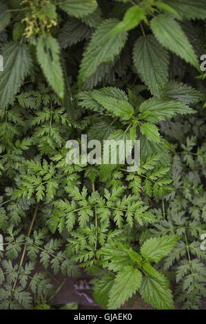 Closeup of green nettles plants in a garden Stock Photo - Alamy