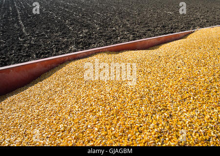 Corn grain in vehicle trailer Stock Photo - Alamy