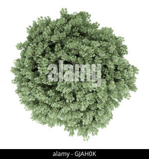 top view of field maple tree isolated on white background Stock Photo ...