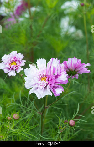 Cosmos bipinnatus Double Click Bicolour Rose flower Stock Photo - Alamy