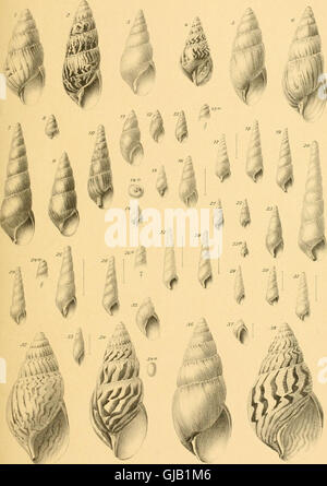 A 1897 study of shelled mollusks in the former German East Africa ...