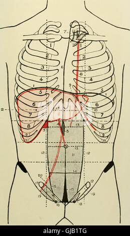 A detailed guide to the landmarks and surface markings on the human ...