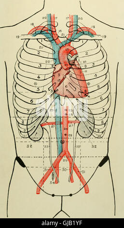 'Landmarks and Surface Markings of the Human Body' (1913) provides a ...