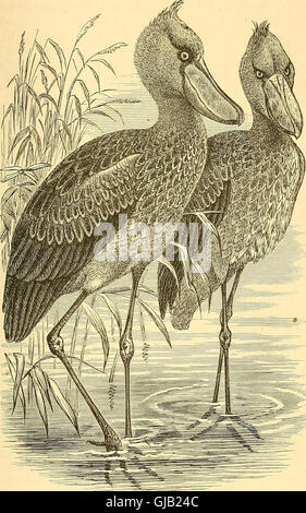 This comprehensive dictionary covers various bird species, detailing ...