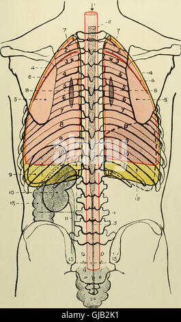 'Landmarks and Surface Markings of the Human Body' (1913) provides a ...