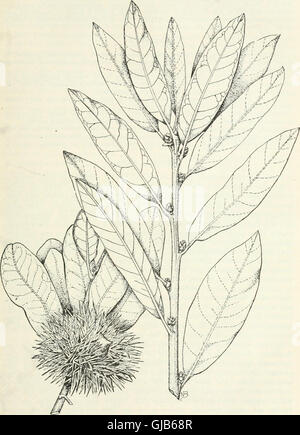 'Forest Trees of the Pacific Slope' (1908) provides a detailed guide to ...