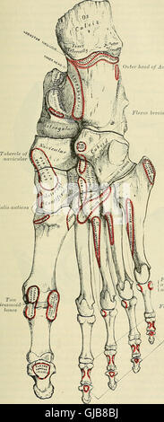 A 1897 textbook on human anatomy, describing both the structure of the ...