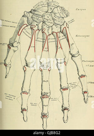 Anatomy, descriptive and surgical (1897 Stock Photo - Alamy
