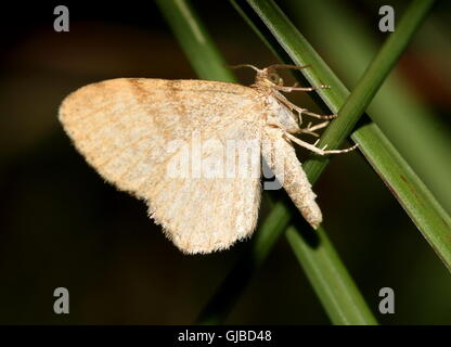 European Dingy Shell Moth (Euchoeca nebulata - Geometridae) in its ...