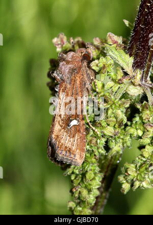 Beautiful Golden Y Moth (Autographa pulchrina) adult with wings spread ...