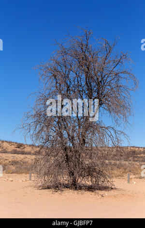 landscape with tree in Kgalagadi transfontier park, South, Africa Stock ...